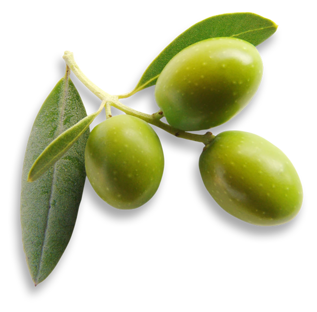 Our Story | California Olive Ranch | California Olive Ranch